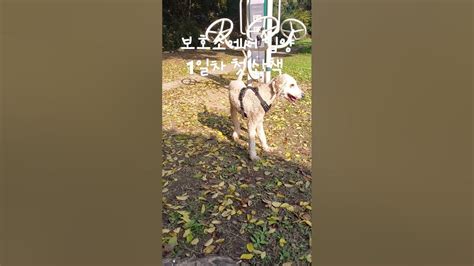 토니의 첫 산책 푸들 스탠다드푸들 유기견 유기견입양 댕댕이 댕댕이산책 푸들은사랑입니다 푸들키우기 입양 Youtube