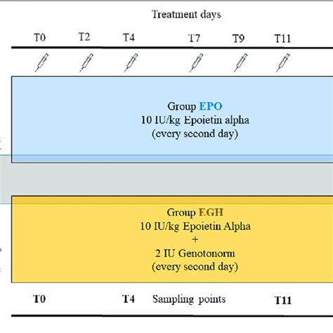 The Design Of The Experiment Download Scientific Diagram