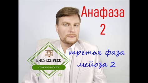 Анафаза 2 - третья фаза мейоза два. - YouTube
