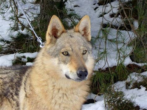 Acendura Brava A FÁbula Do Lobo Checo O Regresso Ao Atavismo
