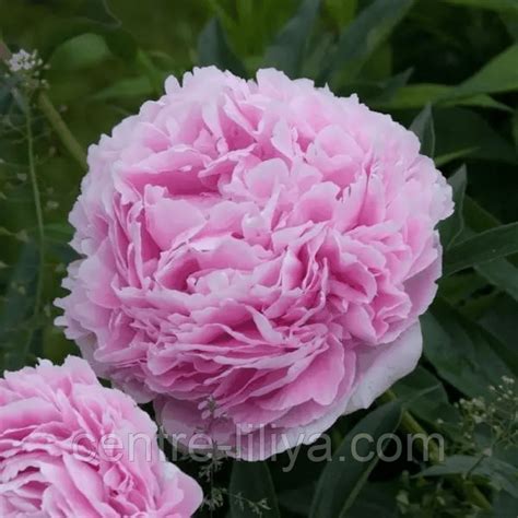 Пион Sarah Bernhardt 35 продажа цена в Миргороде Рассада и саженцы цветов и трав от