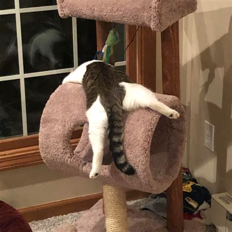 Literally Just 15 Cat Sploots To Brighten Your Day Meowingtons