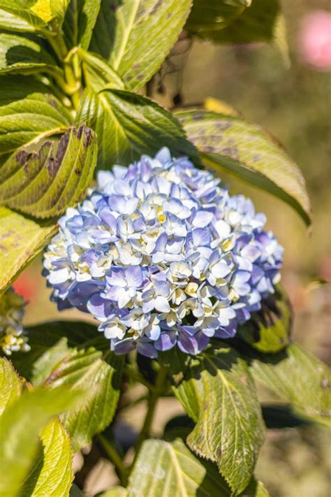 Hydrangea Plant Known As Species Hydrangea Macrophylla Thunb Ser