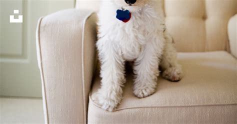 테리어 개가 편안한 의자에 앉아 있습니다 사진 Unsplash의 무료 개 이미지