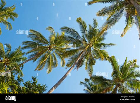 Palm Tree On Sky Background Stock Photo Alamy