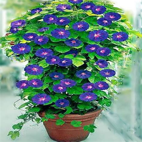 Chilean Glory Flower Vine Seeds Grow Fast Dharaseeds