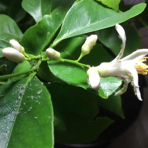 How To Get Rid Of Aphids On My Lemon Tree