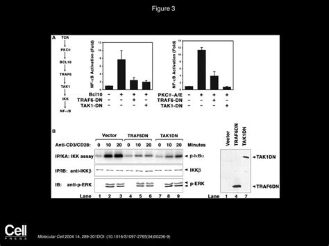 The Traf6 Ubiquitin Ligase And Tak1 Kinase Mediate Ikk Activation By