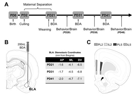 Timeline And Methodology For Study 1 A Methodological Timeline For