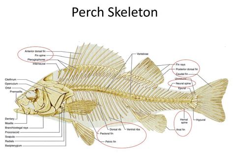 Perch Labeled