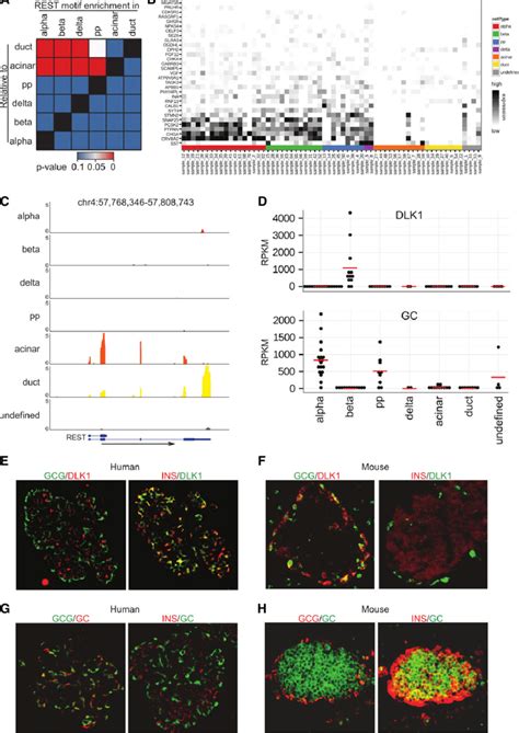 Single Cell Transcriptomes Reveal Unique Features Of Human Islets A Download Scientific