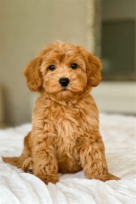 Adopt A Real Life Teddybear In 2025 Mini Goldendoodle Puppies Very