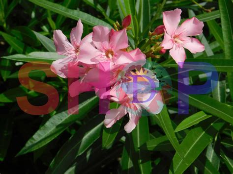 Nerium Oleander Dwarf Pink Oleander