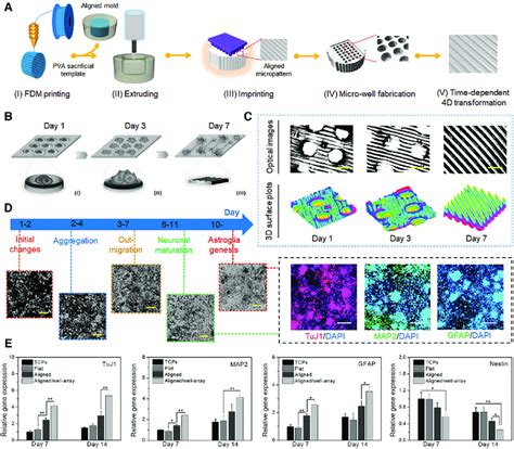 Neural Tissue Engineering With 4d Printed Substrates A Schematic Download Scientific Diagram