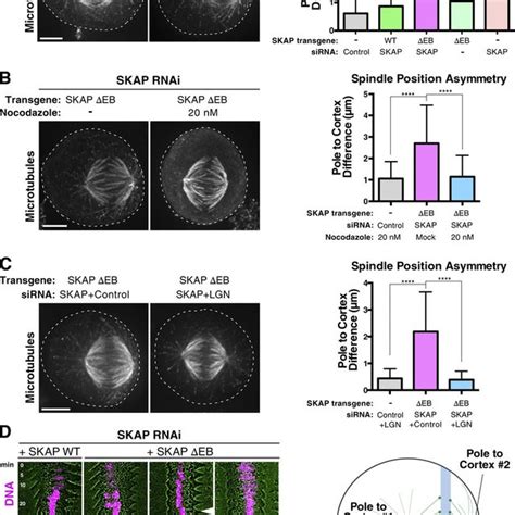 Skap Δeb Mutant Cells Display A Spindle Mispositioning Defect A