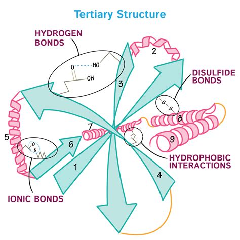Biochemistry Glossary Protein Structure Class 3 Tertiary Ditki Medical And Biological Sciences