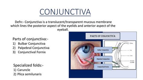 Conjunctiva Pptx
