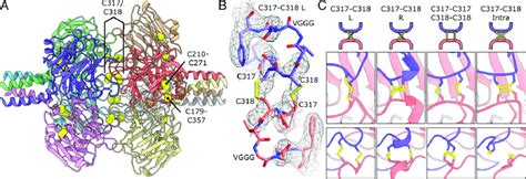 Cysteine Bond Network Of The Ptx Domain Of Ptx3 A Octameric