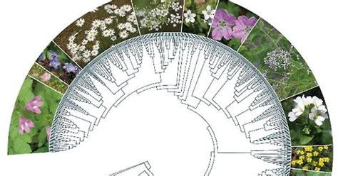 식물 유전자 신분증 만들었다dna바코드 시스템 구축