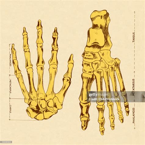 Bones Of Hands And Foot High Res Vector Graphic Getty Images