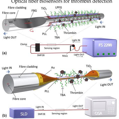 Schemes Of Biosensor For Thrombin Detection A A Layer Of Tio2 Was Download Scientific