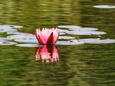 Premium Photo Pink Water Lily In Lake