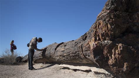 Fossils In Arizona Recent Finds And Where To See Dino Tracks