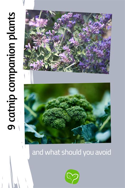 Yarrow Companion Plants And What Should You Avoid Artofit
