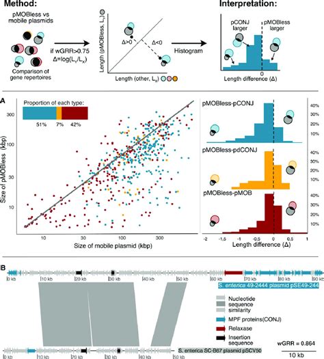 Relationship Between The Size Of Mobilizable Or Conjugative Plasmid And