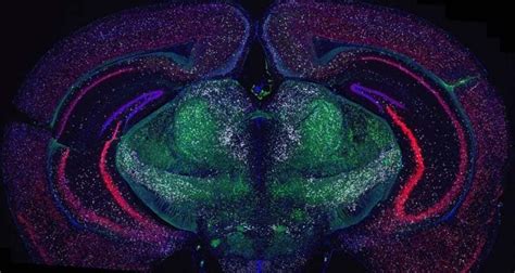 Rnascope Ish Technology Bio Techne