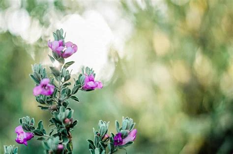 depth of field dof explained easy