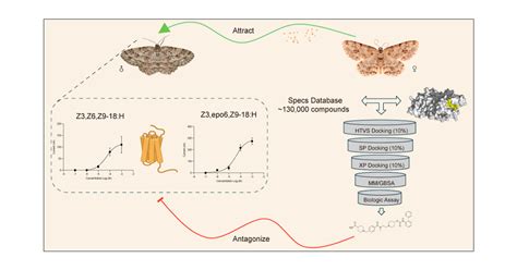 Functional Characterization And Small Molecule Drug Screening Of Sex