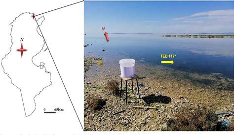 Figure 1 From Solar Orientation In Sphaeroma Serratum From Ghar El Melh Lagoon Northern Tunisia