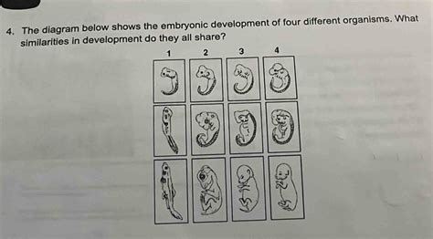 solved 4 the diagram below shows the embryonic development of four