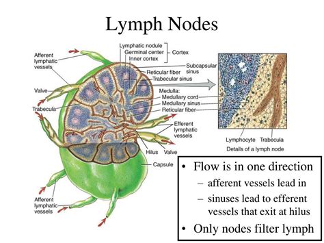 Ppt Lymphatic System Powerpoint Presentation Free Download Id1404439