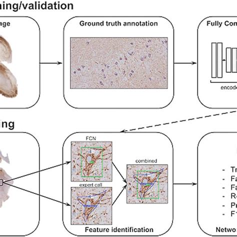 schematic overview of data annotation and deep learning pipeline nft