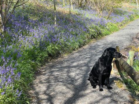 Bluebells Nick Liley
