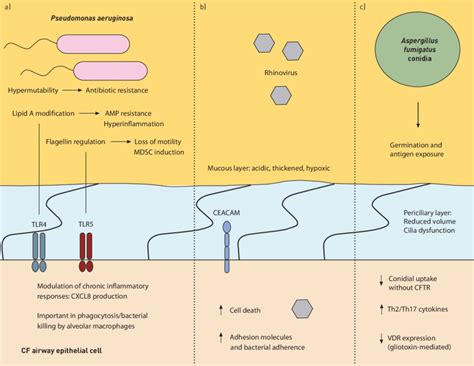 Host Pathogen Interactions In Cystic Fibrosis Cf This Figure Download Scientific Diagram