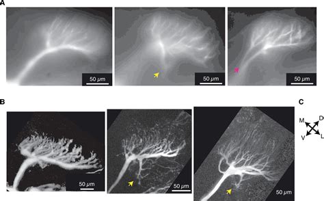 Figures And Data In Contrast Polarity Specific Mapping Improves Efficiency Of Neuronal