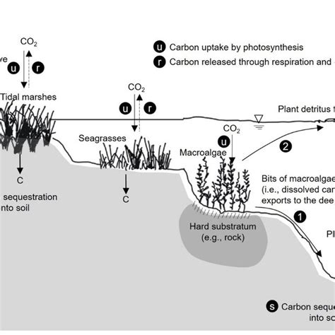 Carbon Sequestration Process By Macroalgae And Angiosperm Dominated Download Scientific Diagram