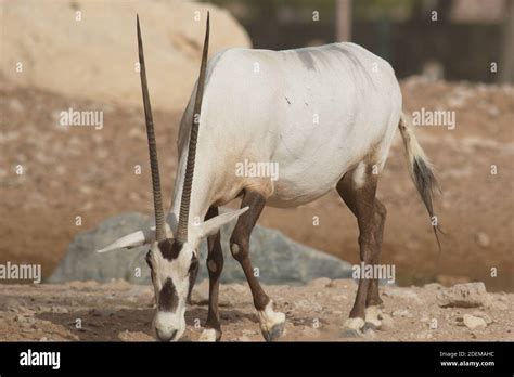 The Arabian Oryx Or White Oryx Is A Medium Sized Antelope With A