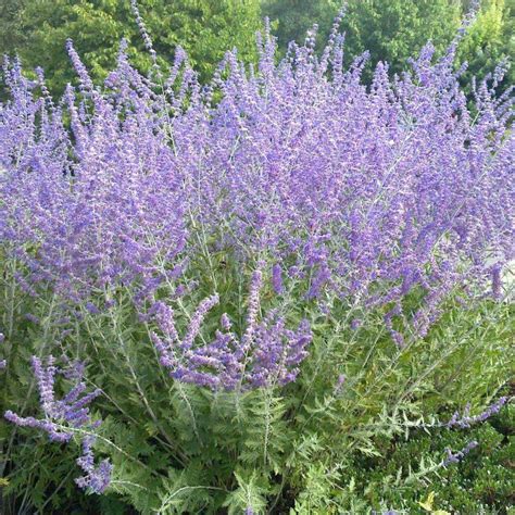Crazy Blue Russian Sage Plant Perovskia Quart Pot Blue Spire