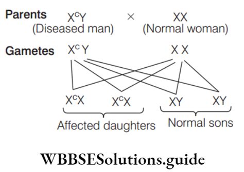 Neet Biology Pedigree Analysis And Genetic Disorders Multiple Choice
