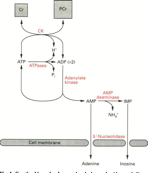 Creatine Kinase Semantic Scholar