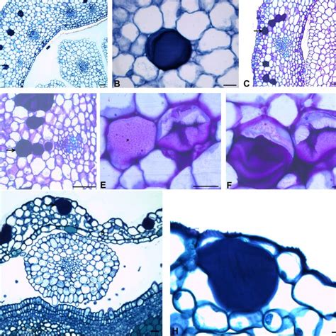 Mucilage Cells In The Flowers Of Rhamnaceae Species Perfect Flower Of Download Scientific