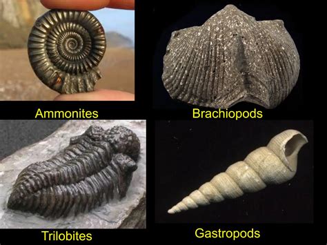 Micropalaeontology Tribolites Gastropods Ppt Free Download