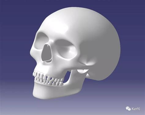颅骨模型 颅骨骨 颅骨 大山谷图库