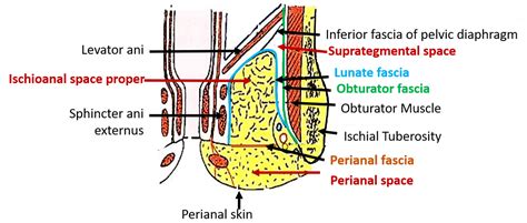 Ischio Rectalischio Anal Fossa Anatomy Qa
