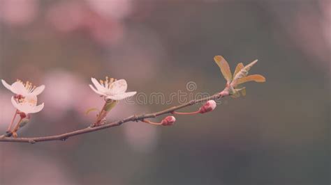 Branch Of Sakura Flowers Pink Flowers Of Cherry Plum Tree Pink Cherry Blossom Stock Video