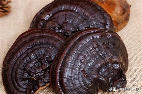 The Classification Map Of Ganoderma Lucidum That You Must Know How Much Do You Know About